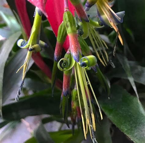 Bromeliad Plant Queens Billbergia Nutans Queens Tears Bromeliads
