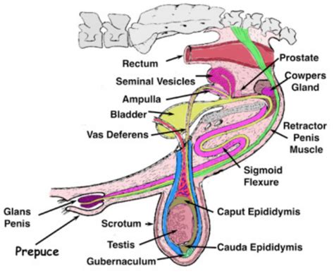 Sigmoid Flexure Bull