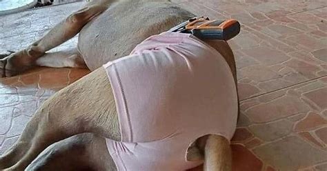 Lazy Sunday Album On Imgur