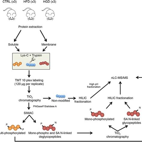 Workflow Of Quantitative Mass Spectrometry Based Proteomic Approach Download Scientific