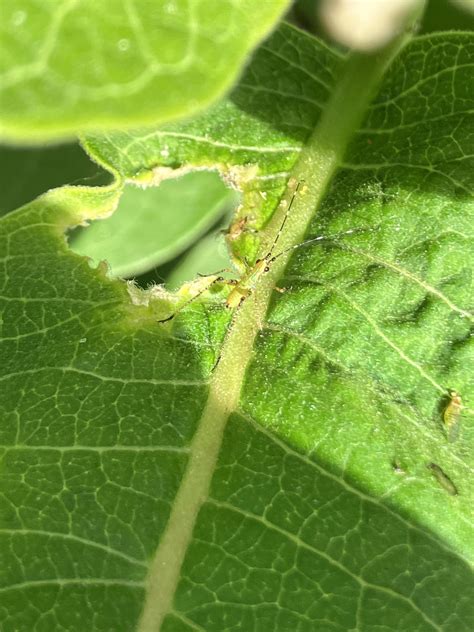 Eating My Milkweed What Is It Rwhatisthisbug