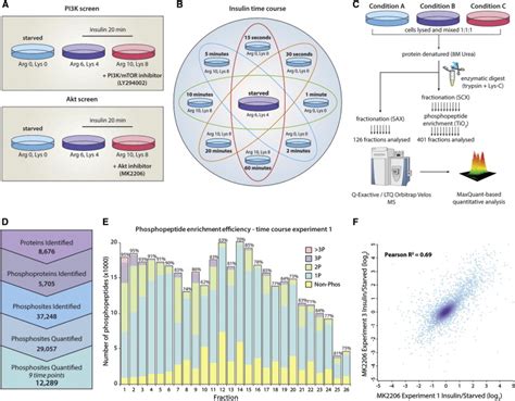 Quantification Of The Insulin Regulated Phosphoproteome Using Tandem Download Scientific