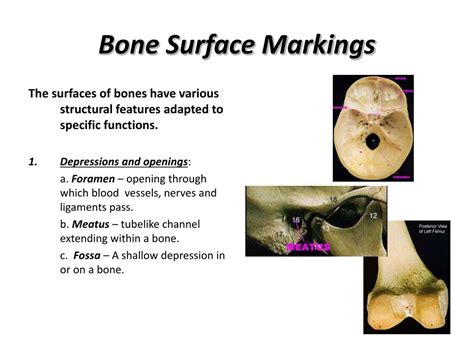 Ppt The Skeleton Is Divided Into 2 Parts Powerpoint Presentation