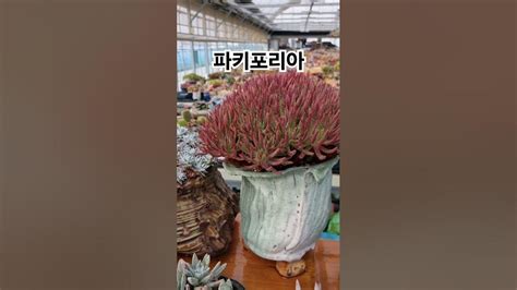 시나브로 육이랑냥이랑 파키포리아 임영웅 사랑해요그대를 Youtube