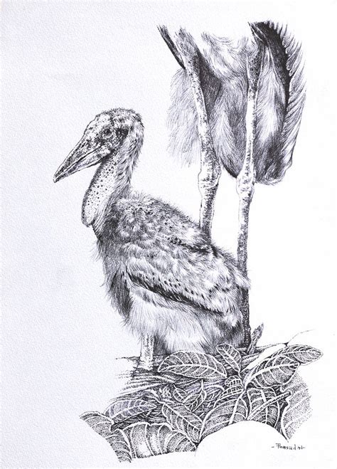 greater adjutant stork by prasad natarajan on deviantart