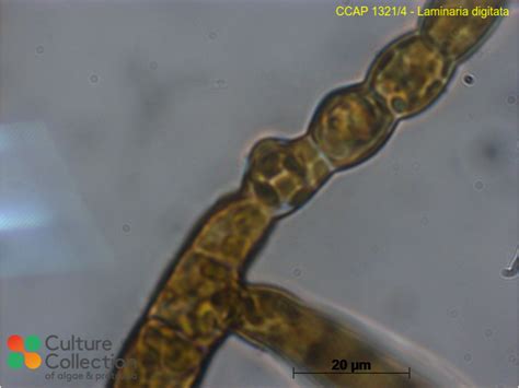 Laminaria Under Microscope
