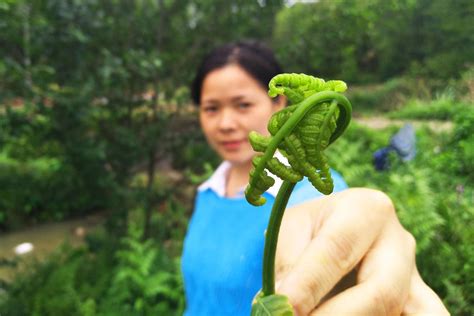 农村十大野菜，你吃过几种？第八种最贵，一斤要21元