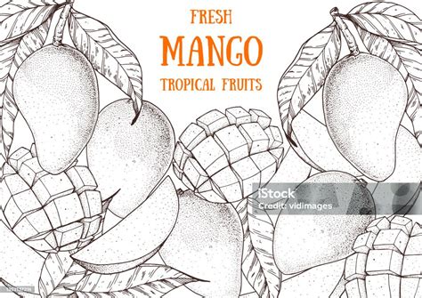 망고 과일 손으로 그린 패키지 디자인 벡터 그림입니다 디자인 스케치 브로셔 일러스트레이션 빈티지 복고풍 디자인 망고 프레임 일러스트레이션 포장 설계에 사용할 수 있습니다 0