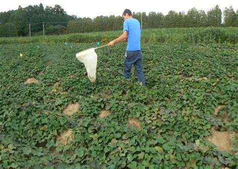Integrated Pest Management In Jammu India