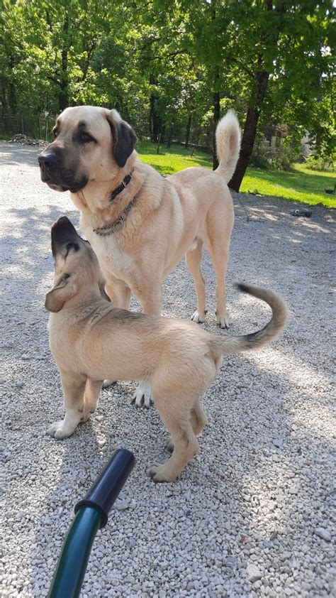 Épinglé sur for the dog