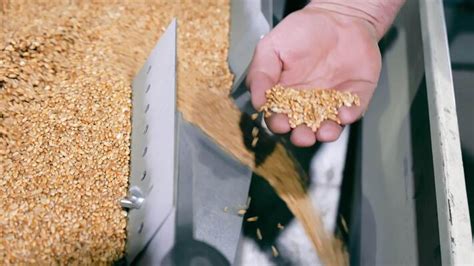 Wheat Processing Stock Video Footage For Free Download
