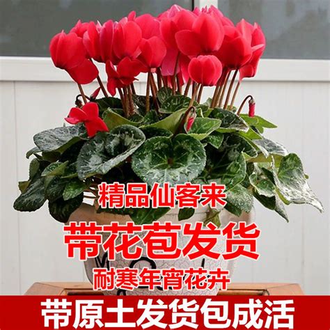 四季花象征什么四季花的美好寓意四季花啥意思第10页大山谷图库