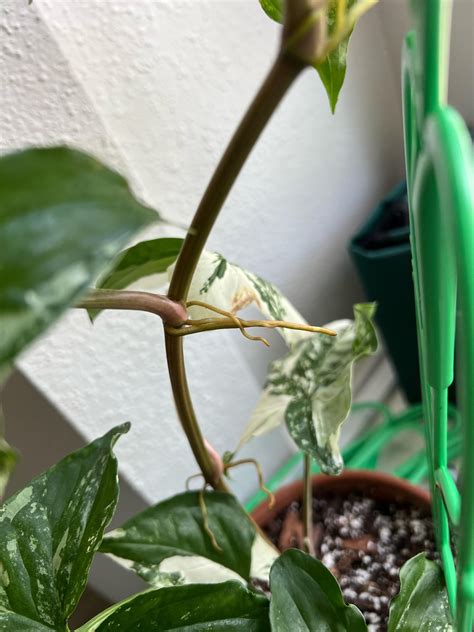 Propagating My Albo Syngonium Rrarehouseplants