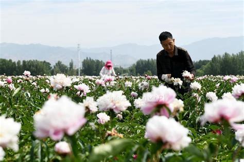 河北张家口芍药花开致富路 人民图片网