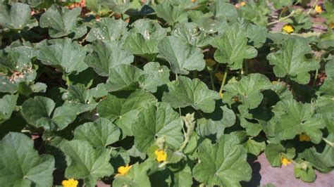 How To Plant Grow And Care For Spaghetti Squash