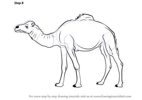 Easy Camel Drawing