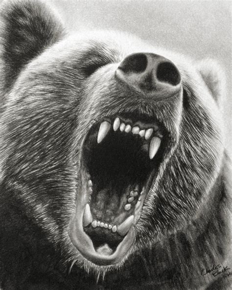 Roaring Bear Drawing At Explore Collection Of