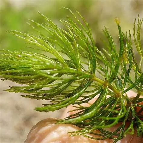 Aquarium Plants Hornwort At Kathryn Ono Blog