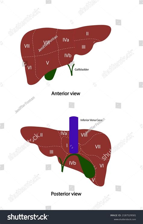 Anterior Segment
