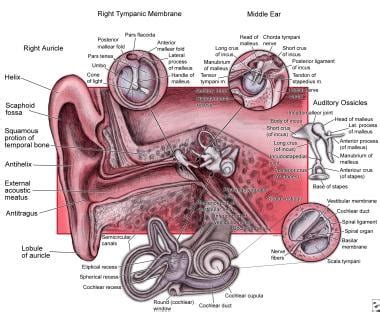 Eustachian Tube Anatomy Anatomy And Physiology Of The Ear Stanford