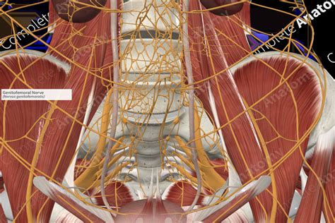 Genitofemoral Nerve Complete Anatomy