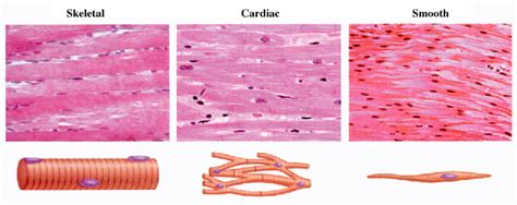 مقایسه انواع سلول های ماهیچه ای