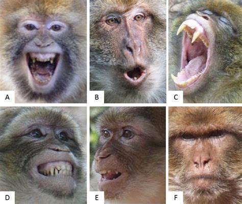 Experience Based Human Perception Of Facial Expressions In Barbary Macaques Macaca Sylvanus