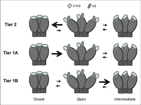Balance Of Conformational States In The Hiv 1 Env Trimer Shown Is A