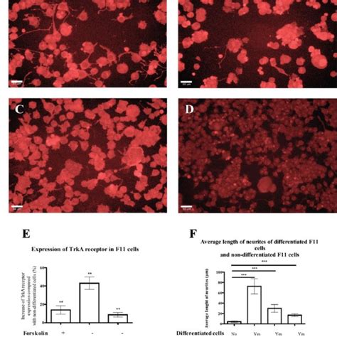 Differentiation Increased The Expression Of Drg Neuron Markers And