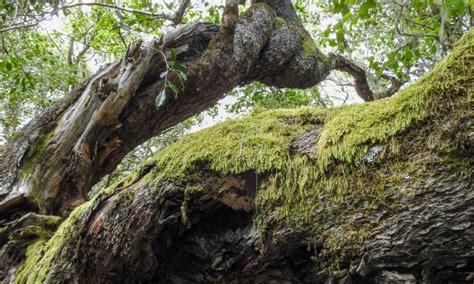 What Is An Autotroph And How Does It Work