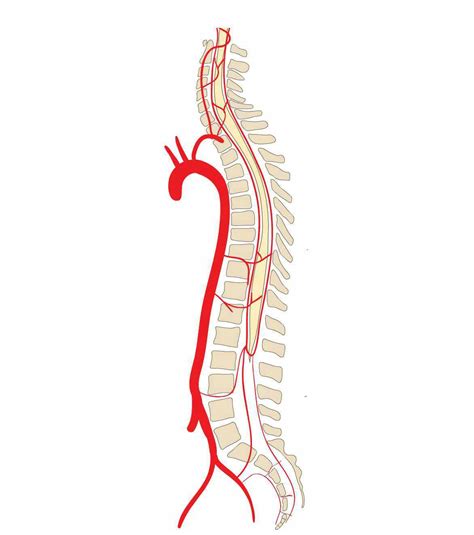 Radicular Artery