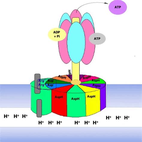 ATP Synthase BIOC Introduction To Biochemistry