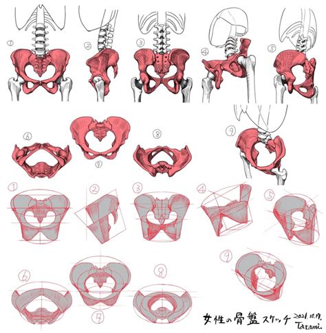 Loop On X Human Anatomy Drawing Anatomy Art Human Anatomy Art