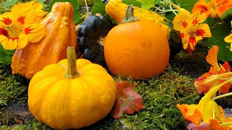 Its Decorative Gourd Season University Of Vermont