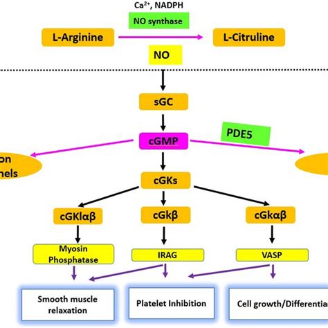 Schematic Representation Of G0g1 Cell Cycle Arrestapoptosis