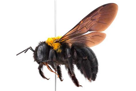 Insect Minoh City