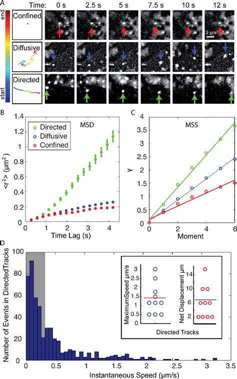 Figure 2 From Imaging The Directed Transport Of Single Engineered Rna
