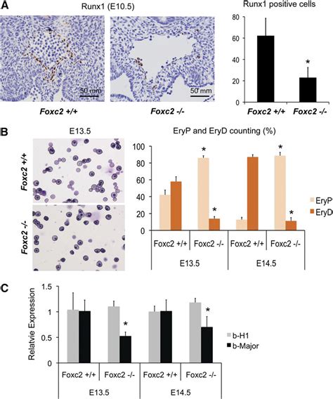 Foxc2 2 2 Mouse Embryos Show Defective Definitive Hematopoiesis A Download Scientific