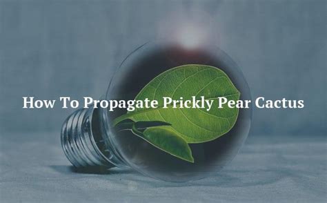 How To Propagate Prickly Pear Cactus