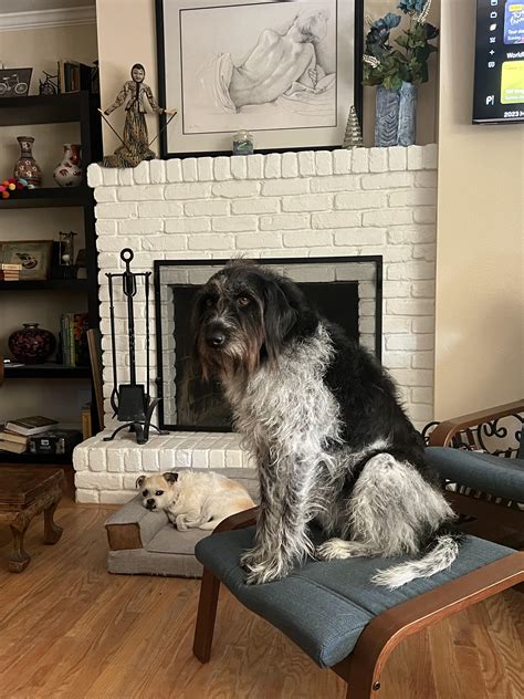 why does she do this r wirehaired pointers