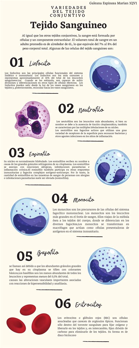 Mapa Conceptual De Las Funciones De Las Celulas