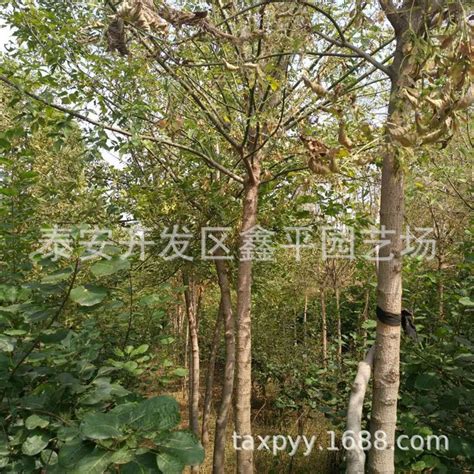 金叶复叶槭 青叶复叶槭 丛生复叶槭 造型金叶榆树苗价格 基地直销 阿里巴巴