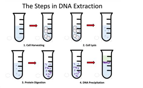 Bio Lab DNA Extraction Flashcards Quizlet