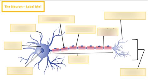 Neuron Labeling Diagram Quizlet