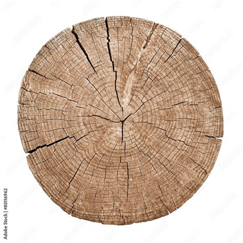 Cross Section Of Tree Trunk Showing Growth Rings On White Stock Photo Adobe Stock