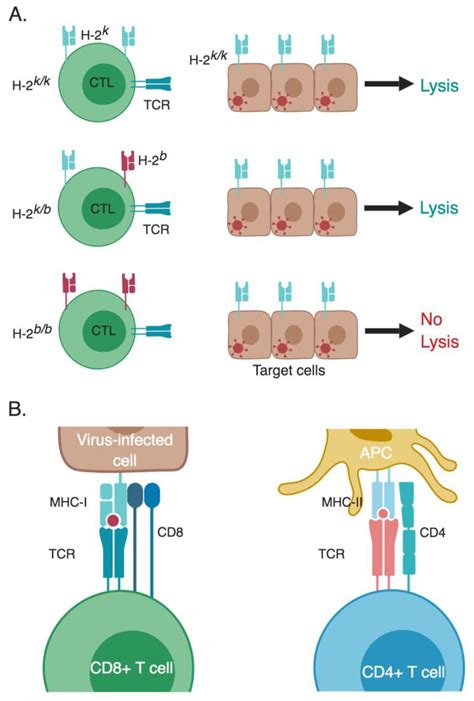 Viruses Teaching Immunology Role Of Lcmv Model And Human Viral
