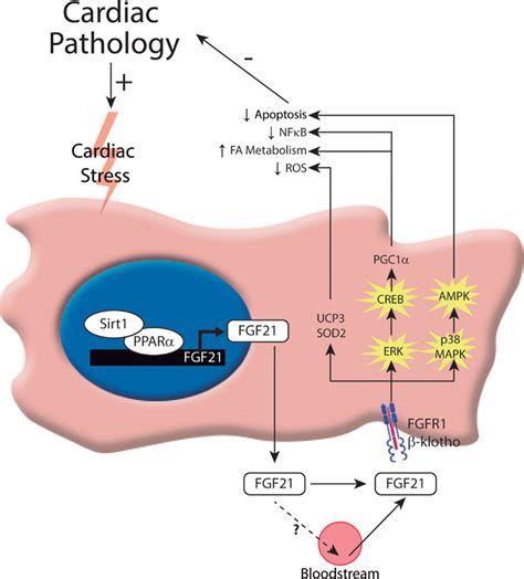 Frontiers Fgf21 And Cardiac Physiopathology
