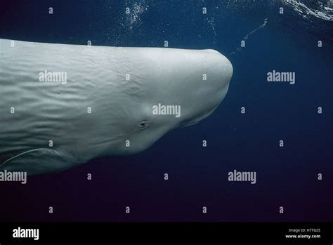 Sperm Whale Physeter Macrocephalus White Morph Portrait Azores