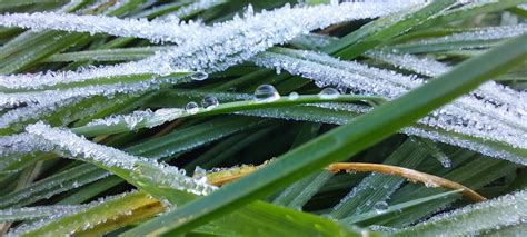 Grass Desktop Wallpapers Phone Wallpaper Pfp S And More