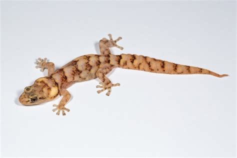 Nuwe Geitjie Spesie In Noord Kaap Ontdek Maroela Media